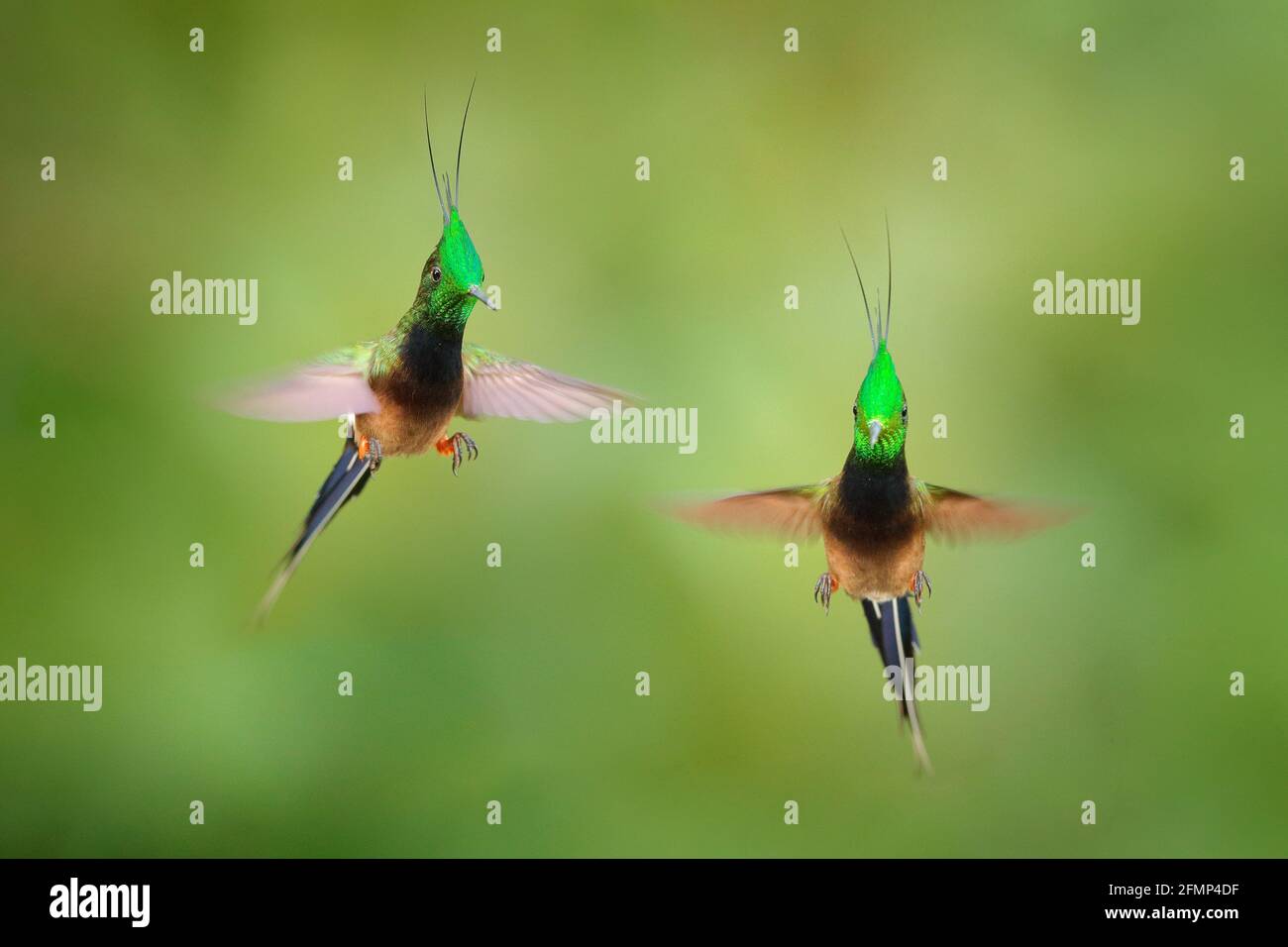 Wire-crested Thorntail, Popelairia popelairii, two hummingbird in fly ...