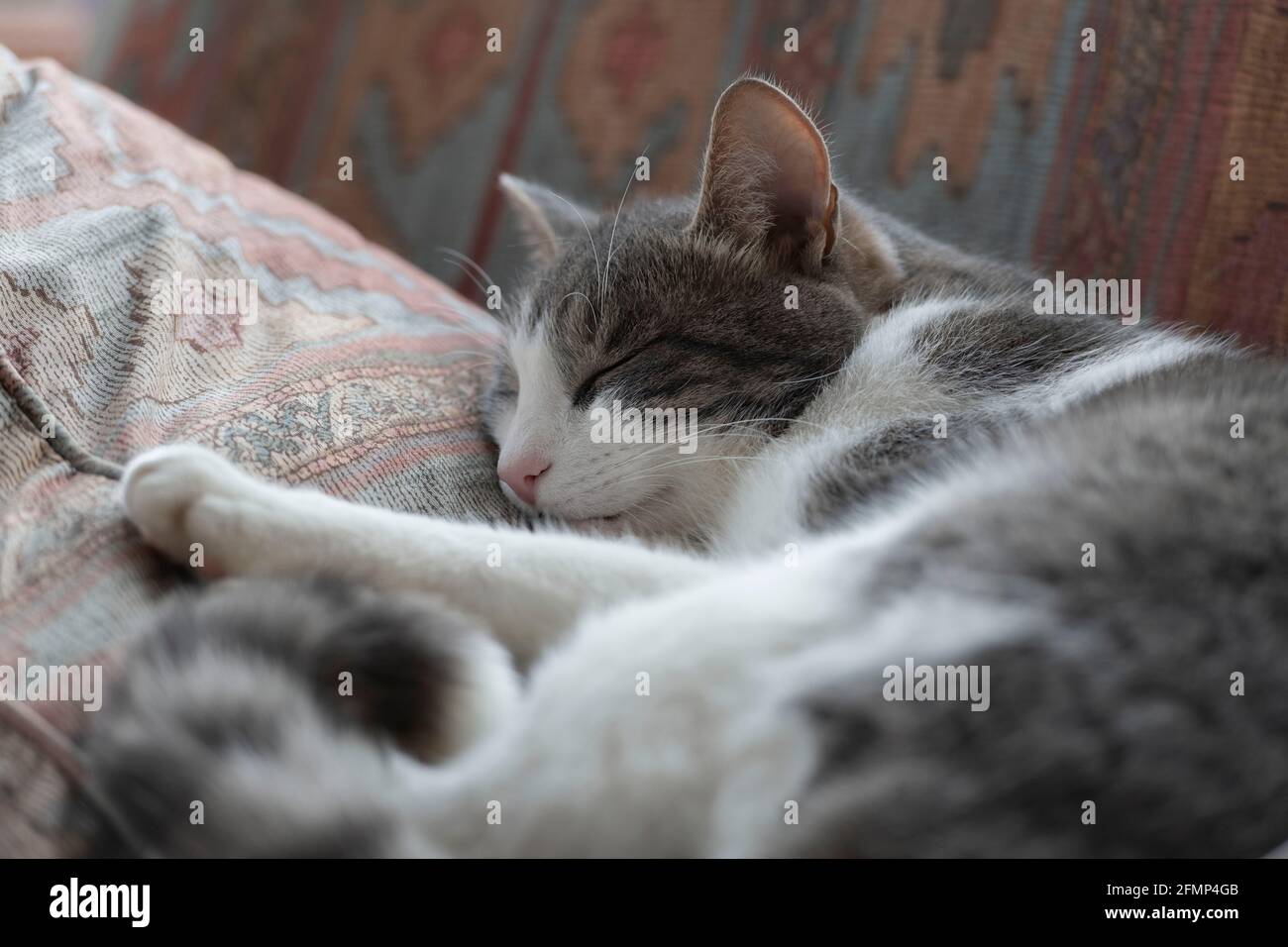 Sleeping grey cat hi-res stock photography and images - Alamy