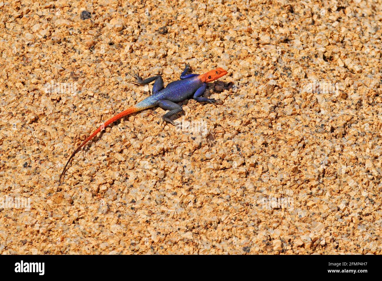 Orange and blue colored lizard, Namibian rock agama, Agama planiceps ...