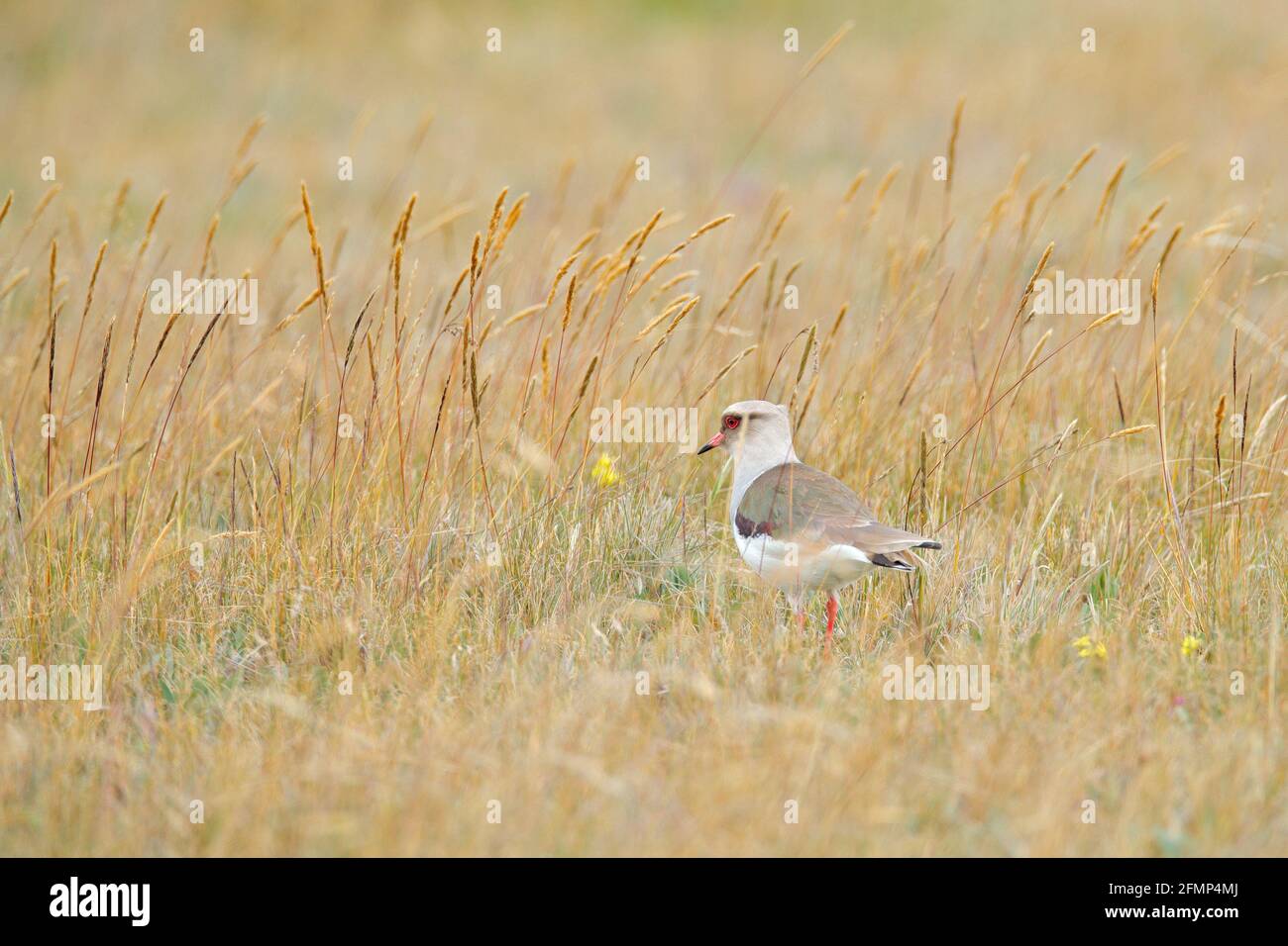 Andean lapwing, Vanellus resplendens, bird sitting in the grass ...