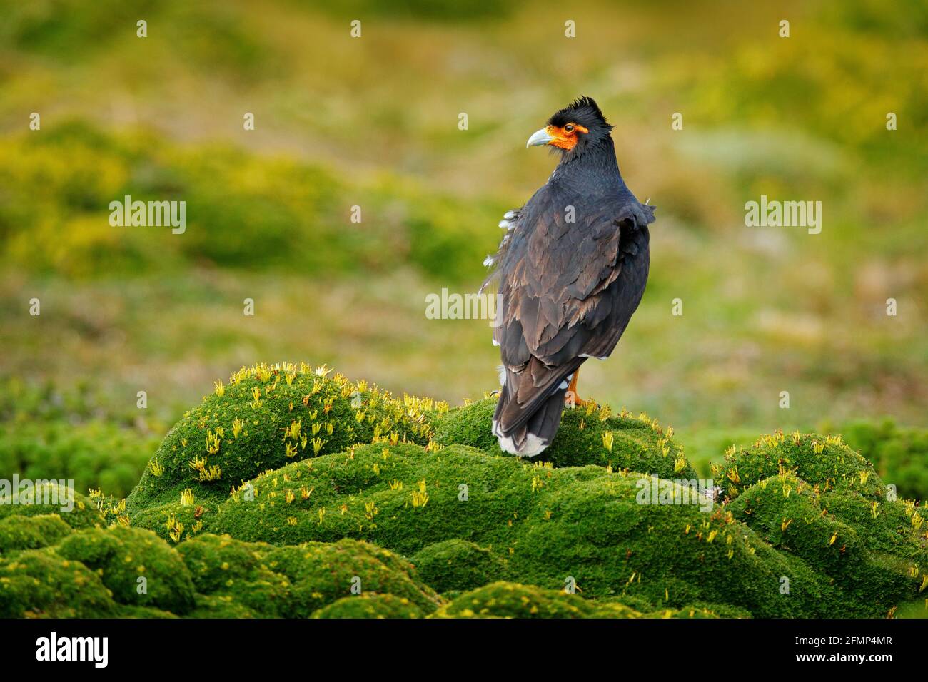 Carunculated caracara, Phalcoboenus carunculatus, beautiful bird of ...