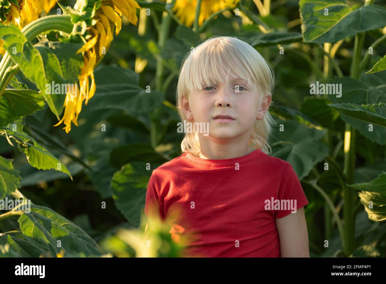 Portrait of fair-haired boy on sunflower field. Carefree childhood of a ...