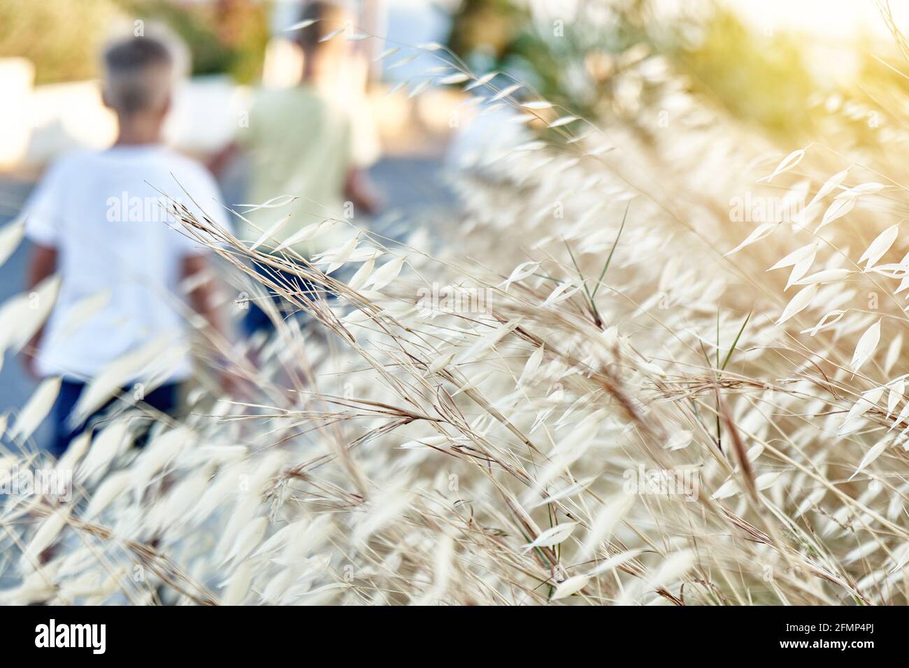 Wild oats plant. Avena fatua, known as the common wild oat - grass in ...