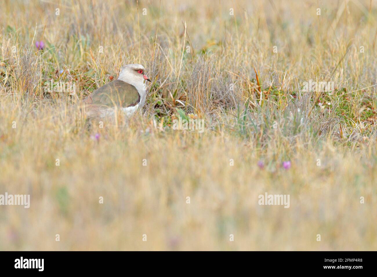 Andean lapwing, Vanellus resplendens bird sitting in the grass ...