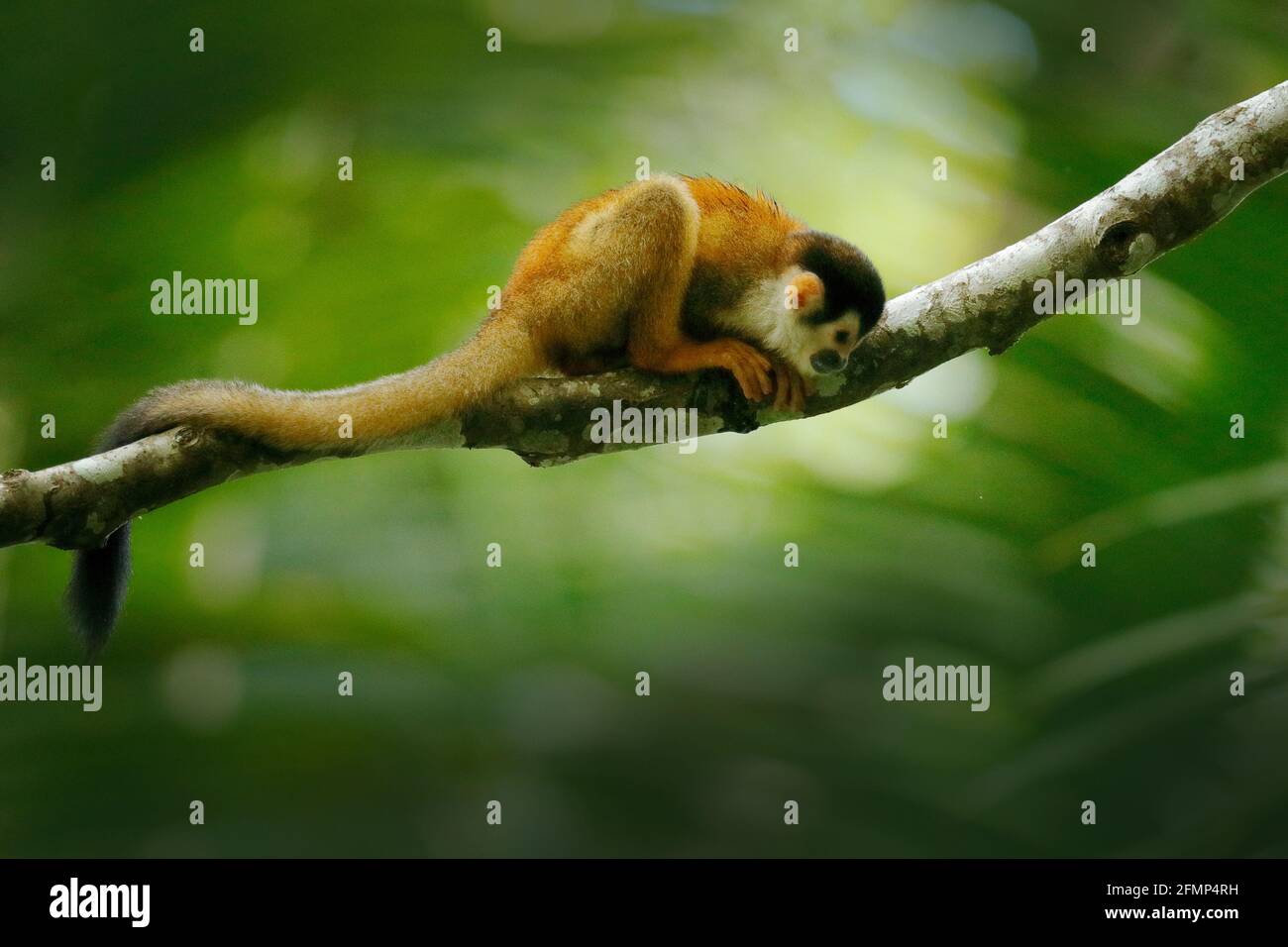 Monkey, long tail in tropic forest. Squirrel monkey, Saimiri oerstedii ...