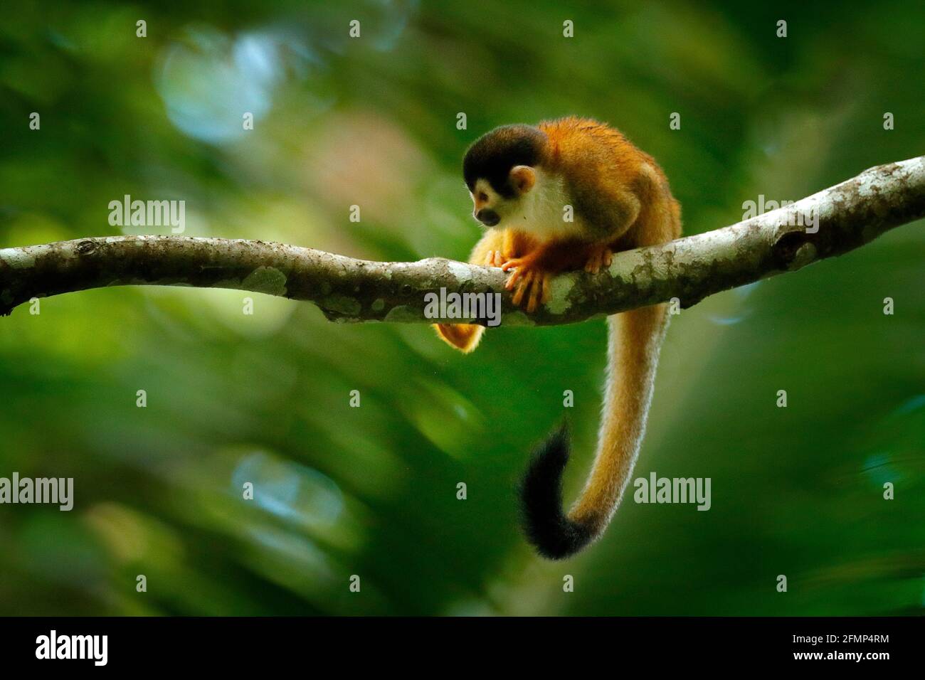 Monkey, long tail in tropic forest. Squirrel monkey, Saimiri oerstedii ...