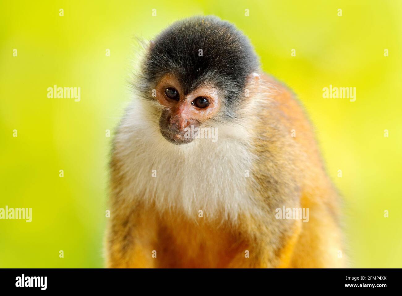 Monkey long tail hi-res stock photography and images - Alamy