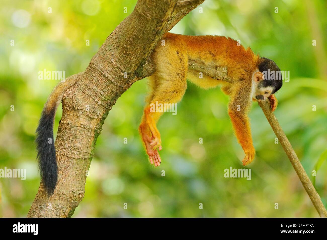 Monkey long tail hi-res stock photography and images - Alamy