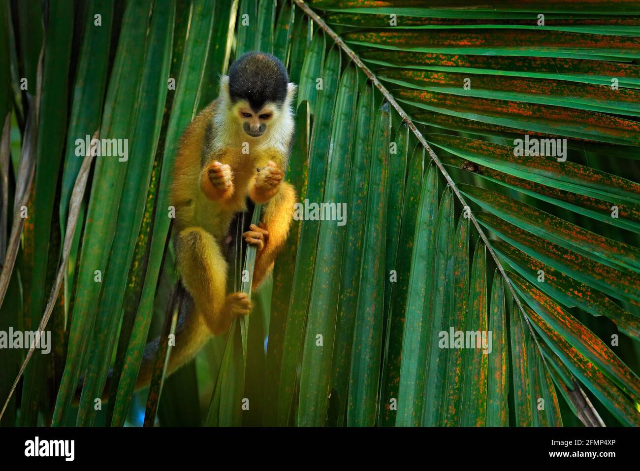 Monkey, long tail in tropic forest. Squirrel monkey, Saimiri oerstedii ...