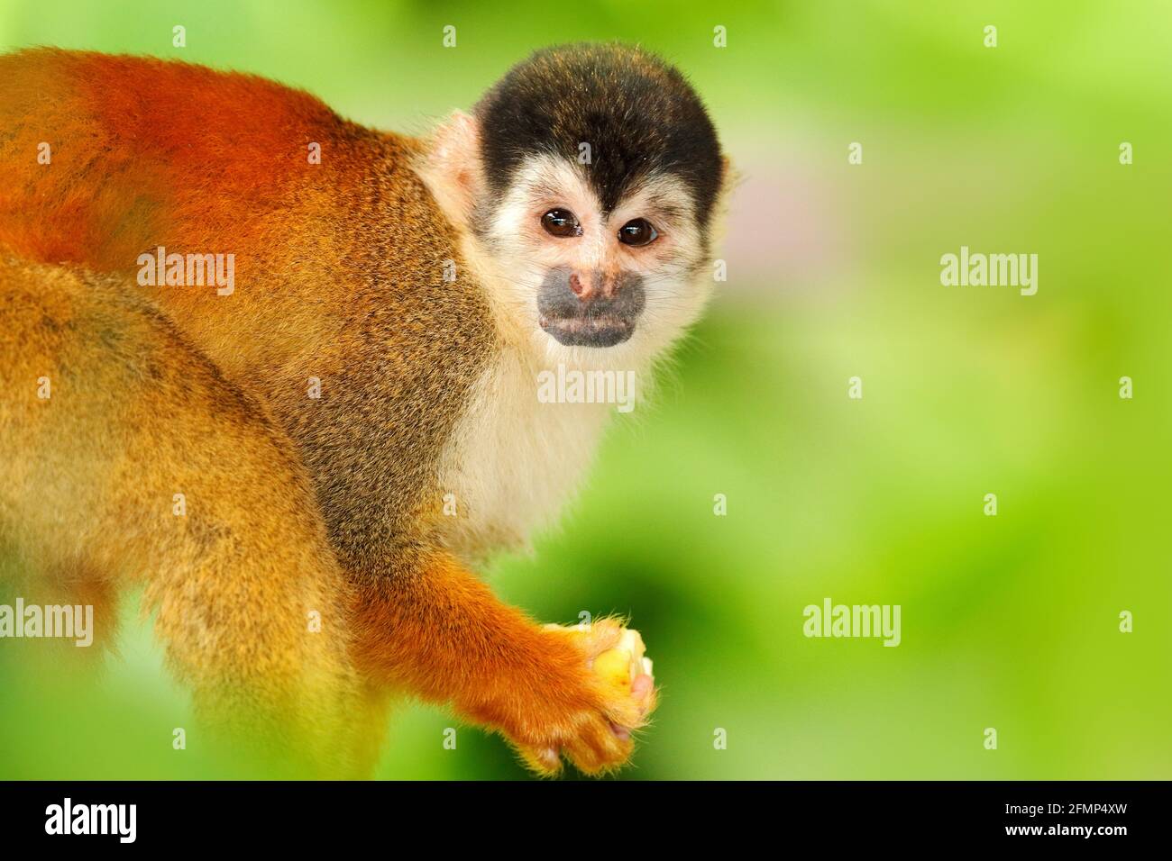 Monkey long tail hi-res stock photography and images - Alamy