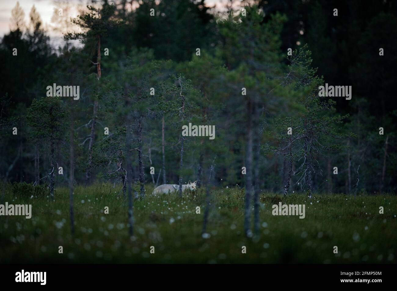 Wolf from Finland. Gray wolf, Canis lupus, in the spring light, in the ...