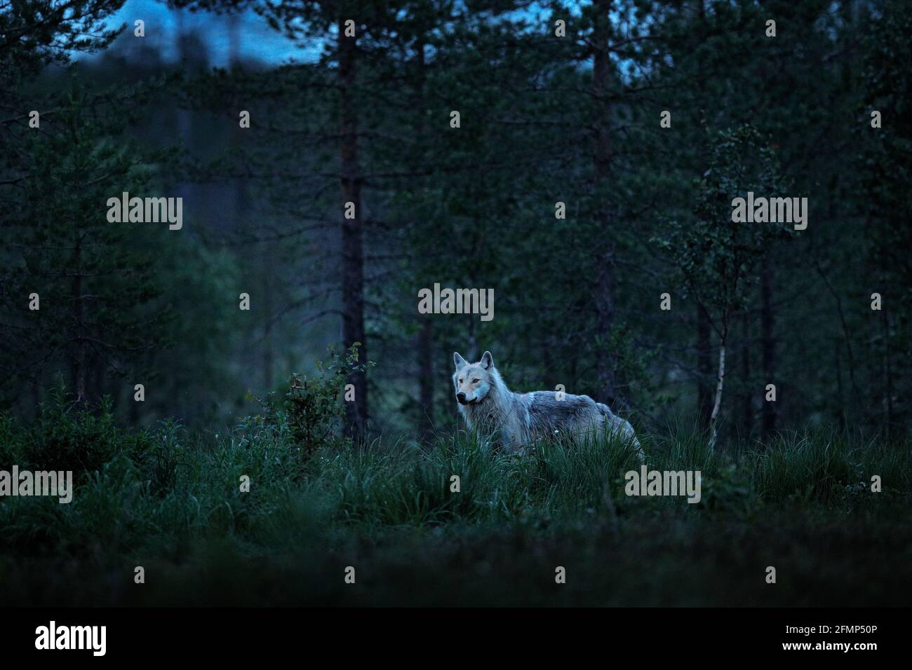 Wolf from Finland. Gray wolf, Canis lupus, in the spring light, in the ...