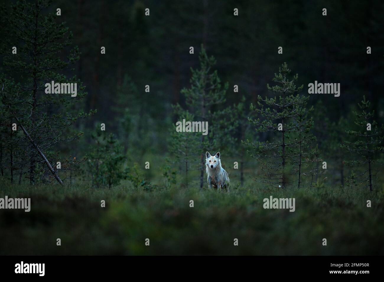 Wolf from Finland. Gray wolf, Canis lupus, in the spring light, in the ...