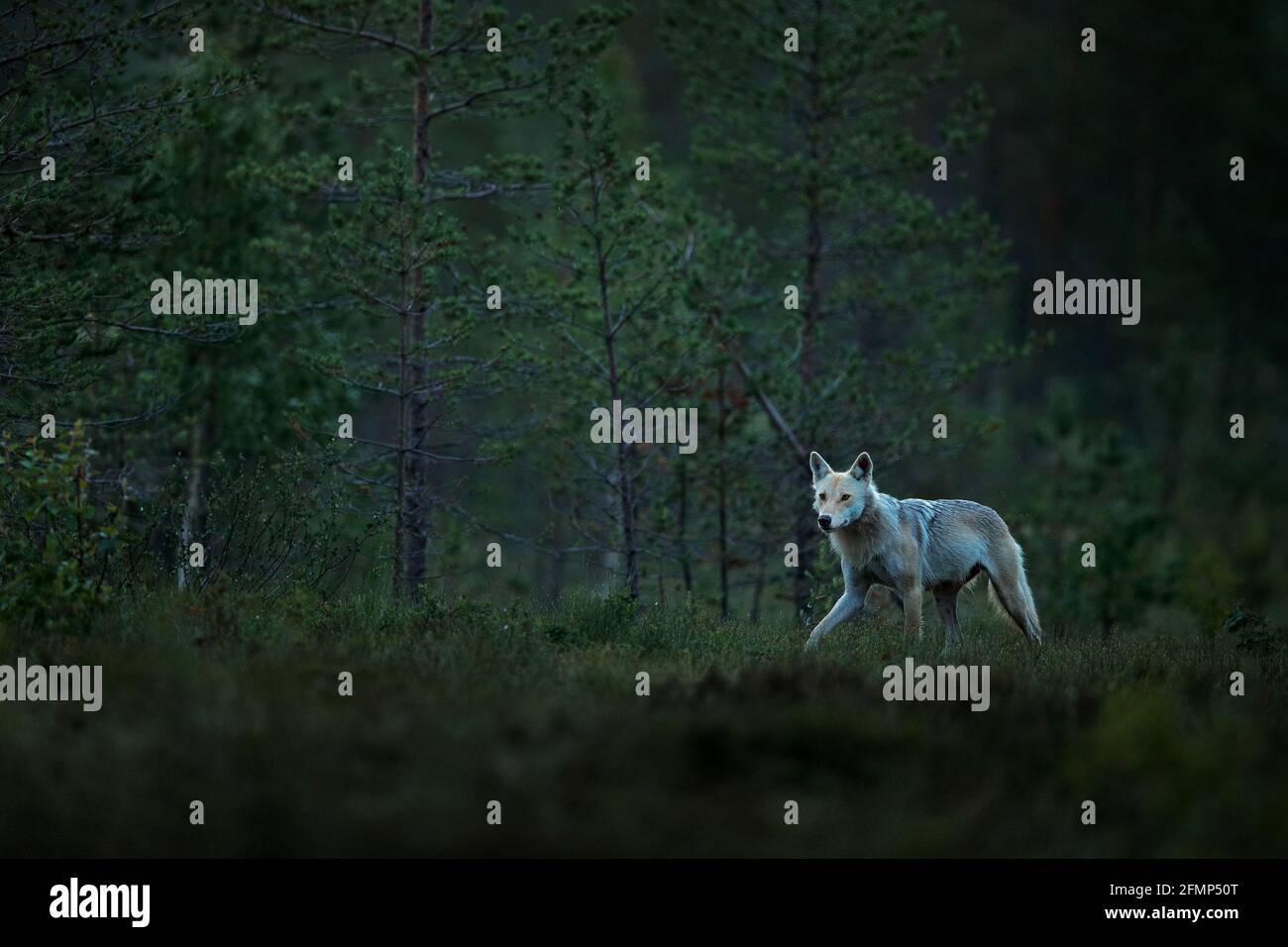 Wolf from Finland. Gray wolf, Canis lupus, in the spring light, in the ...