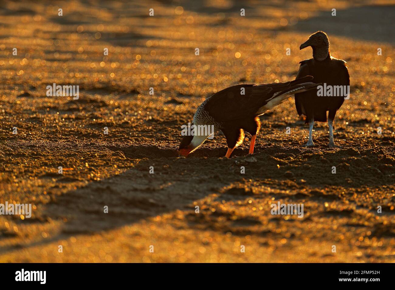 Bird eating turtle hi-res stock photography and images - Alamy