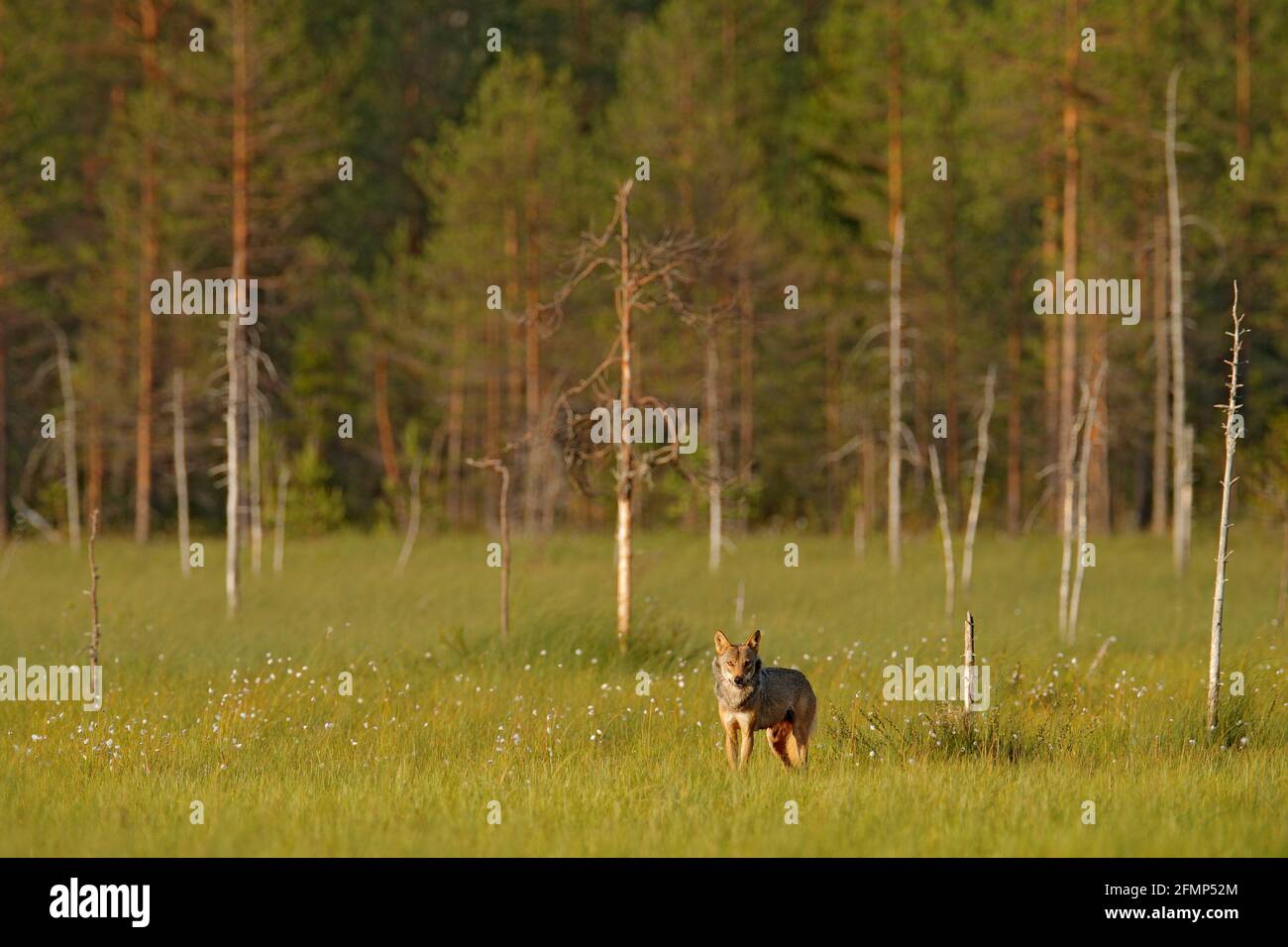 Wolf from Finland. Gray wolf, Canis lupus, in the spring light, in the ...