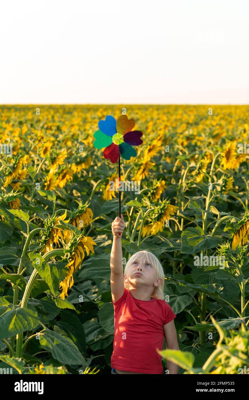 Small, fair-haired boy stands among field of sunflowers and raised ...