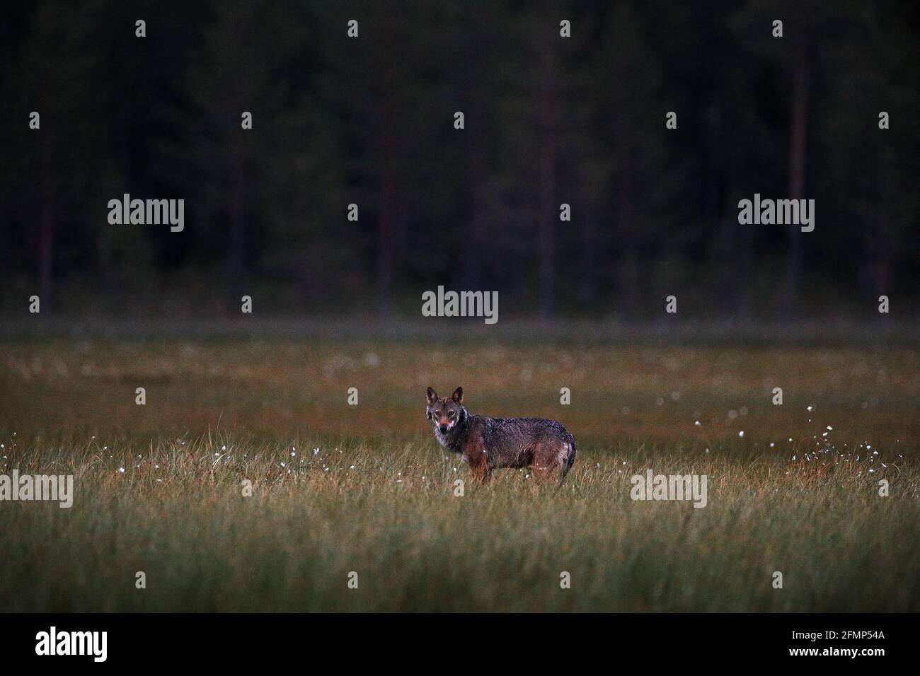 Wolf from Finland. Gray wolf, Canis lupus, in the spring light, in the ...