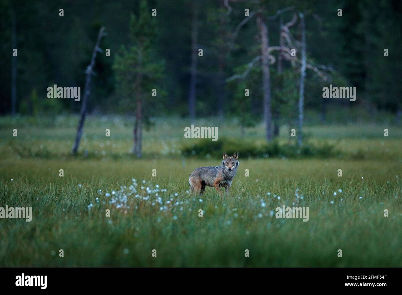 Wolf from Finland. Gray wolf, Canis lupus, in the spring light, in the ...