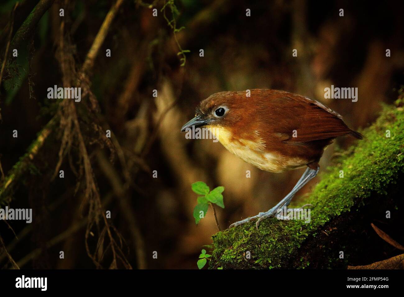 Yellow-breasted Antpitta, Grallaria flavotincta, in the habitat, Mindo ...