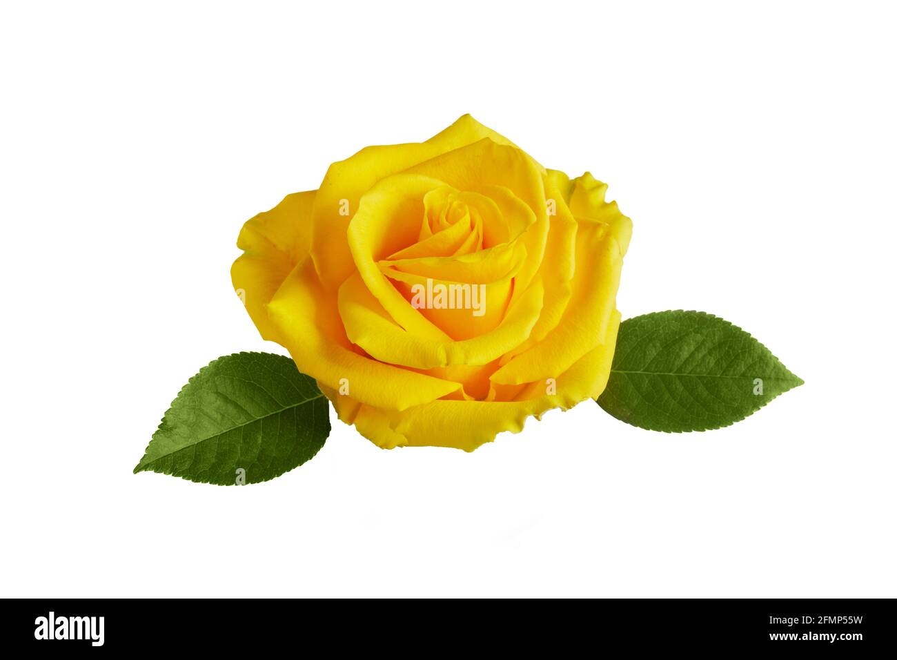 Beautiful yellow rose with leaves isolated on white background Stock ...