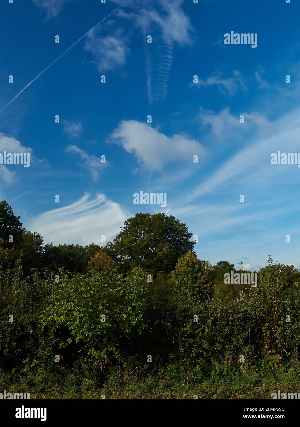 A tall, mature, verdant tree spreads its canopy as it stands over a ...