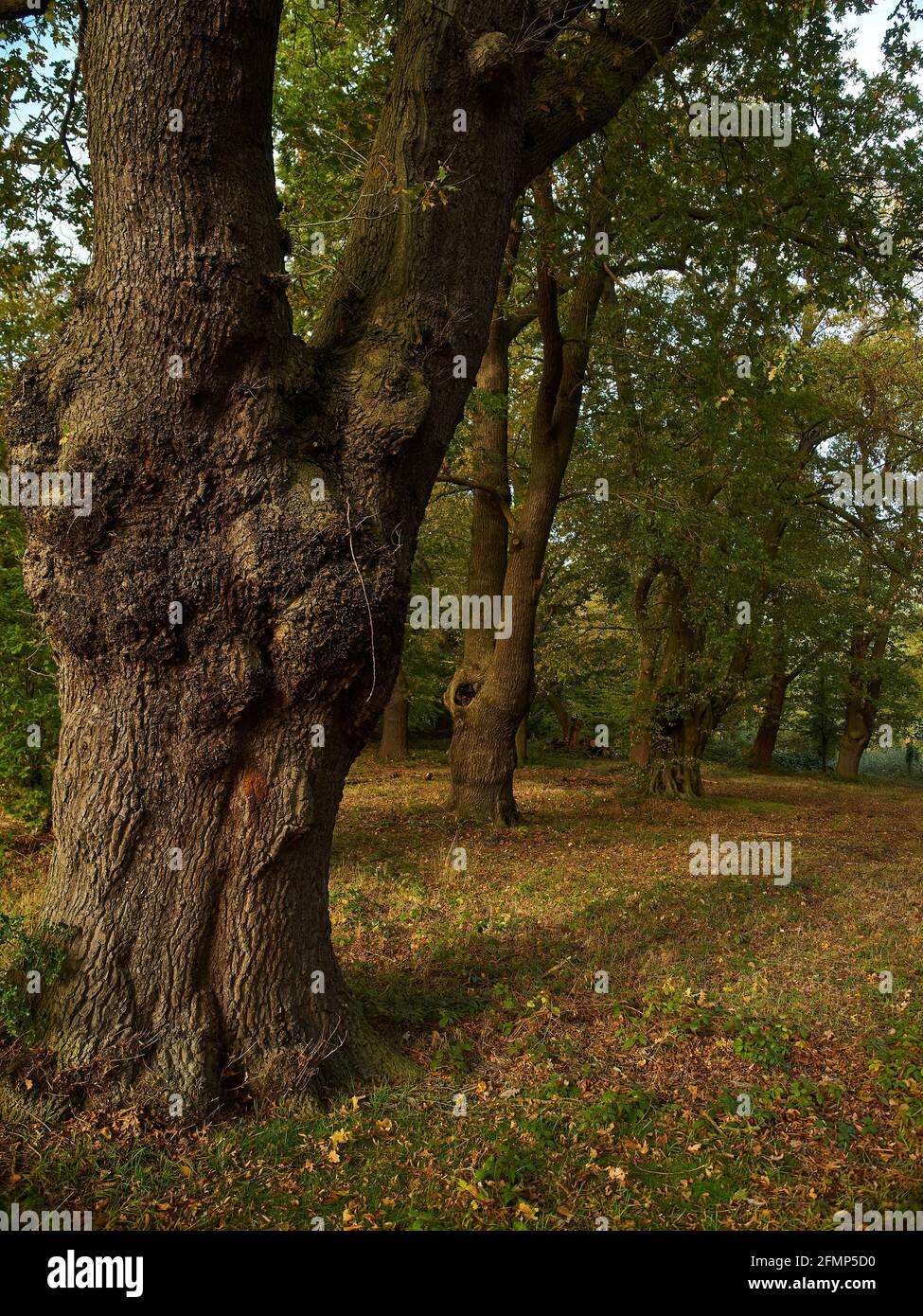 A sweep of strong, gnarled old trees stands guarding a shade-dappled ...