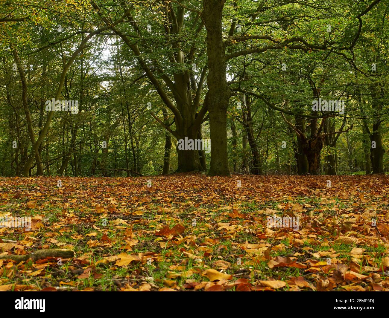 Low-angle view of a forest floor carpeted in gold and orange autumnal ...