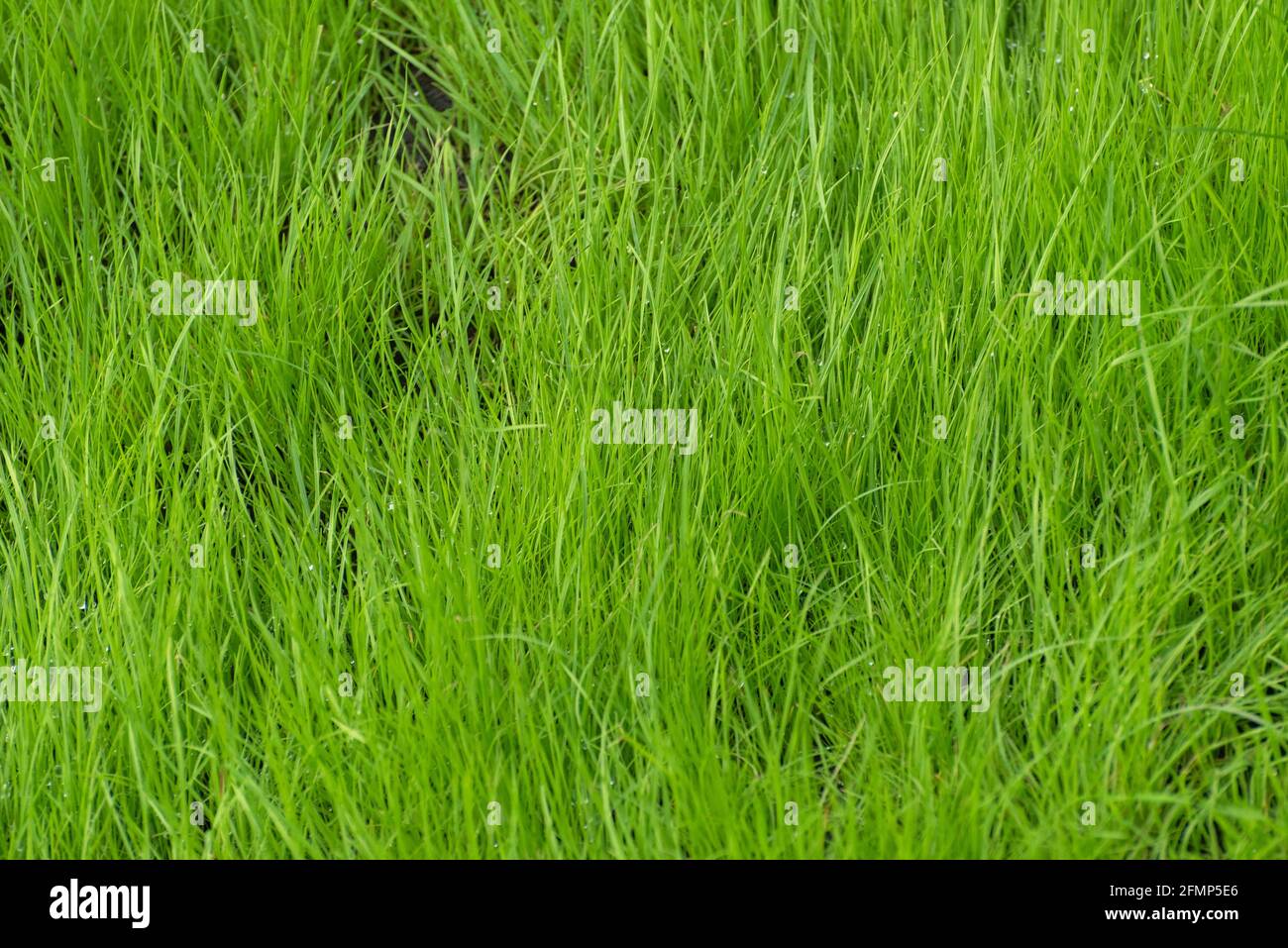 Green grass close up. Natural background. Ecology concept. Lawn Stock ...
