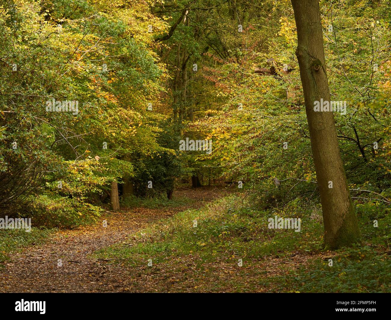 Golden leaves and path hi-res stock photography and images - Alamy
