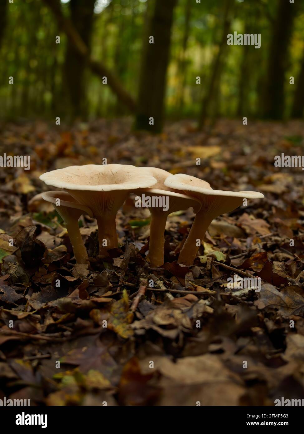 Small trees for texture hi-res stock photography and images - Alamy