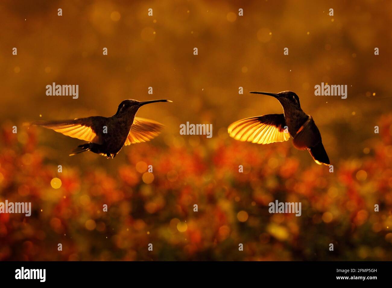Magnificent hummingbird at sunset hi-res stock photography and images ...