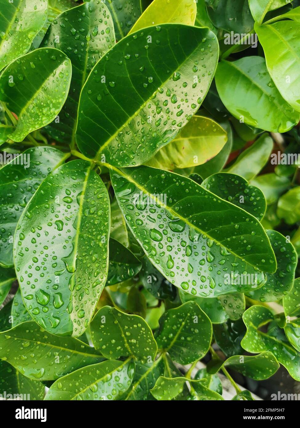 Three Kings Akapukaea climber trumpet vine (Tecomanthe speciosa Stock ...