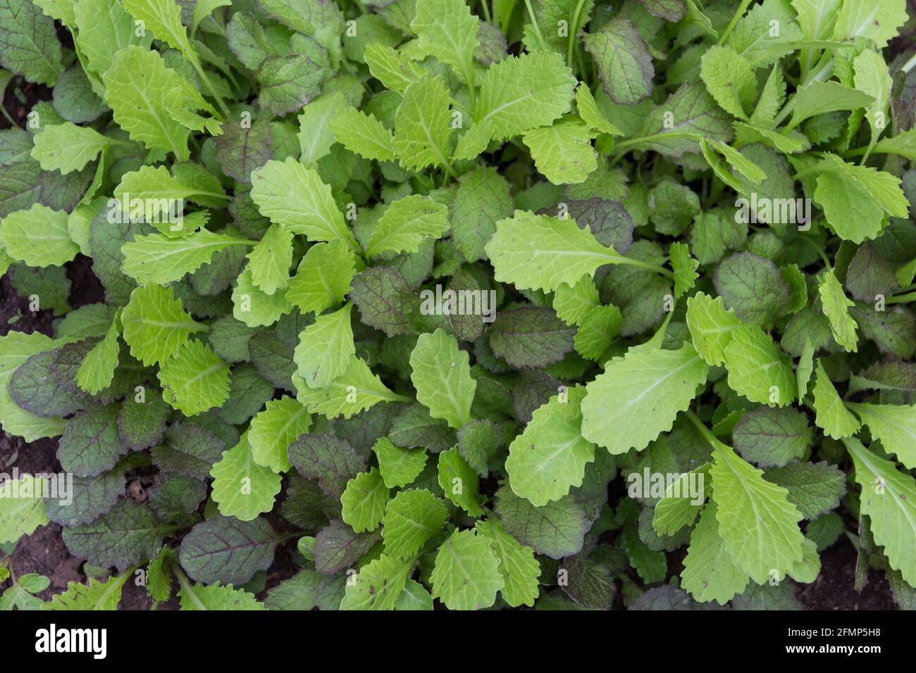 Mustard growing in garden row hi-res stock photography and images - Alamy