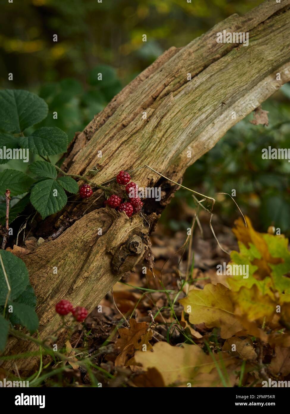 Wild raspberries growing in amongst the undergrowth, fallen branches ...