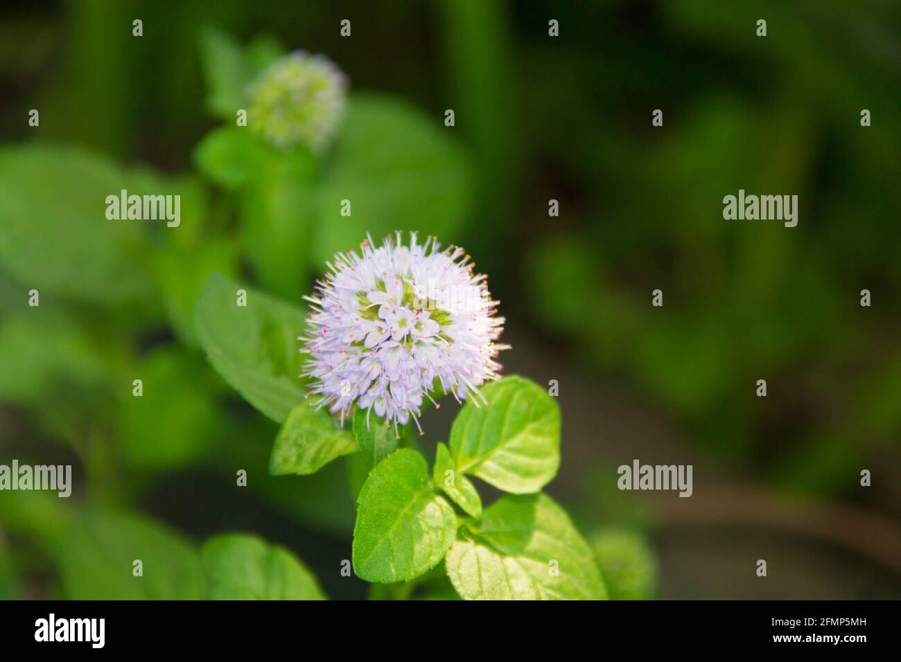 organic mint plant in bloom in the garden Stock Photo - Alamy