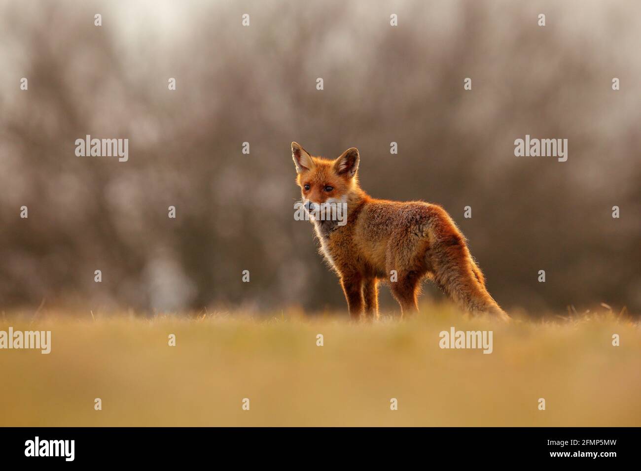 Red Fox hunting, Vulpes vulpes, wildlife scene from Europe. Orange fur ...