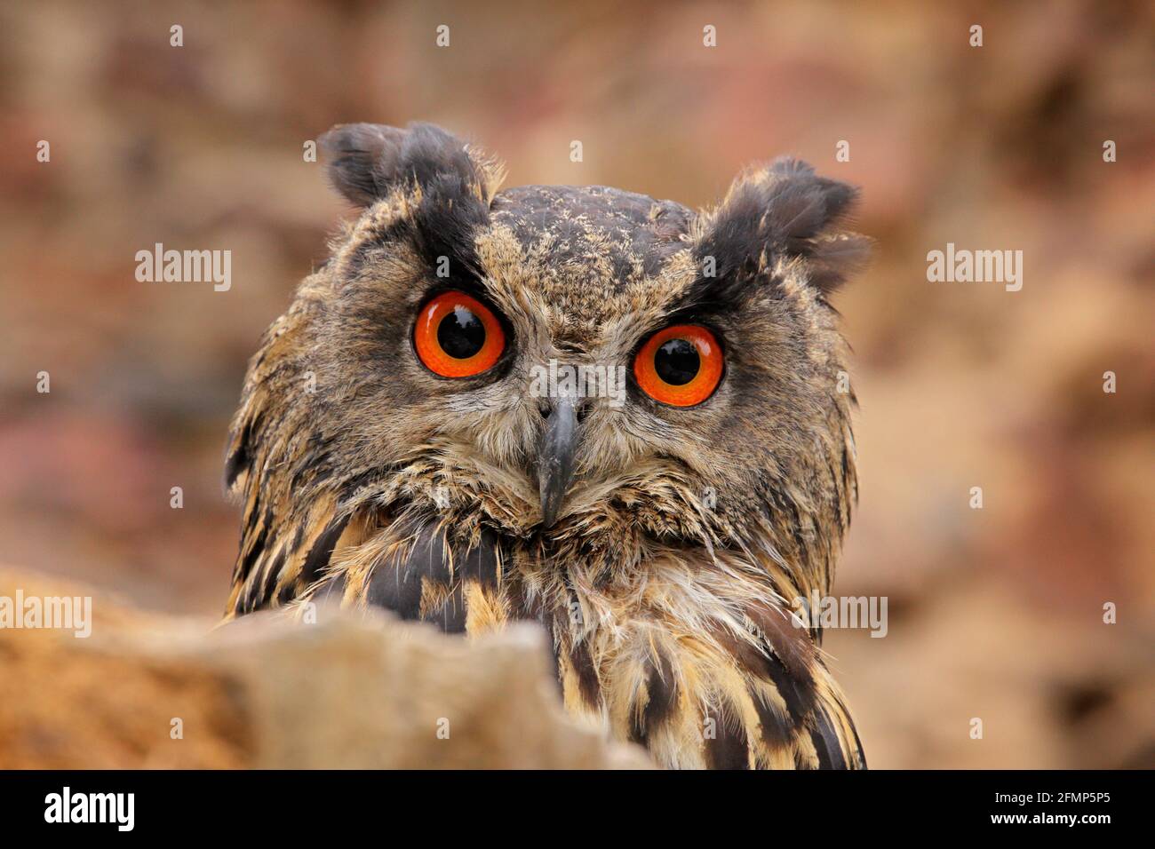Eurasian Eagle Owl, Bubo Bubo, sitting on the tree branch, wildlife ...