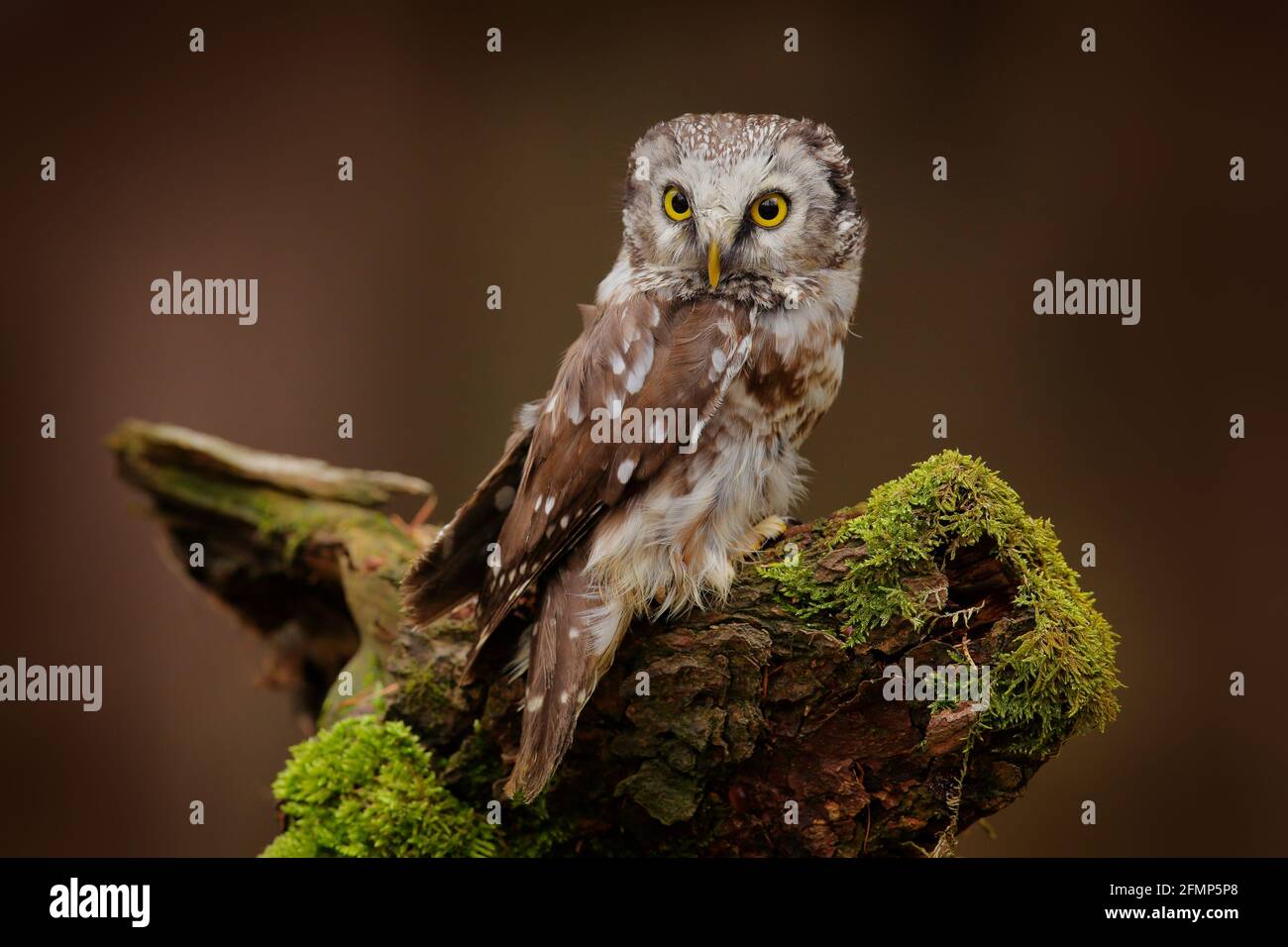 Boreal owl, Aegolius funereus, bird in the nature habitat, sitting on ...