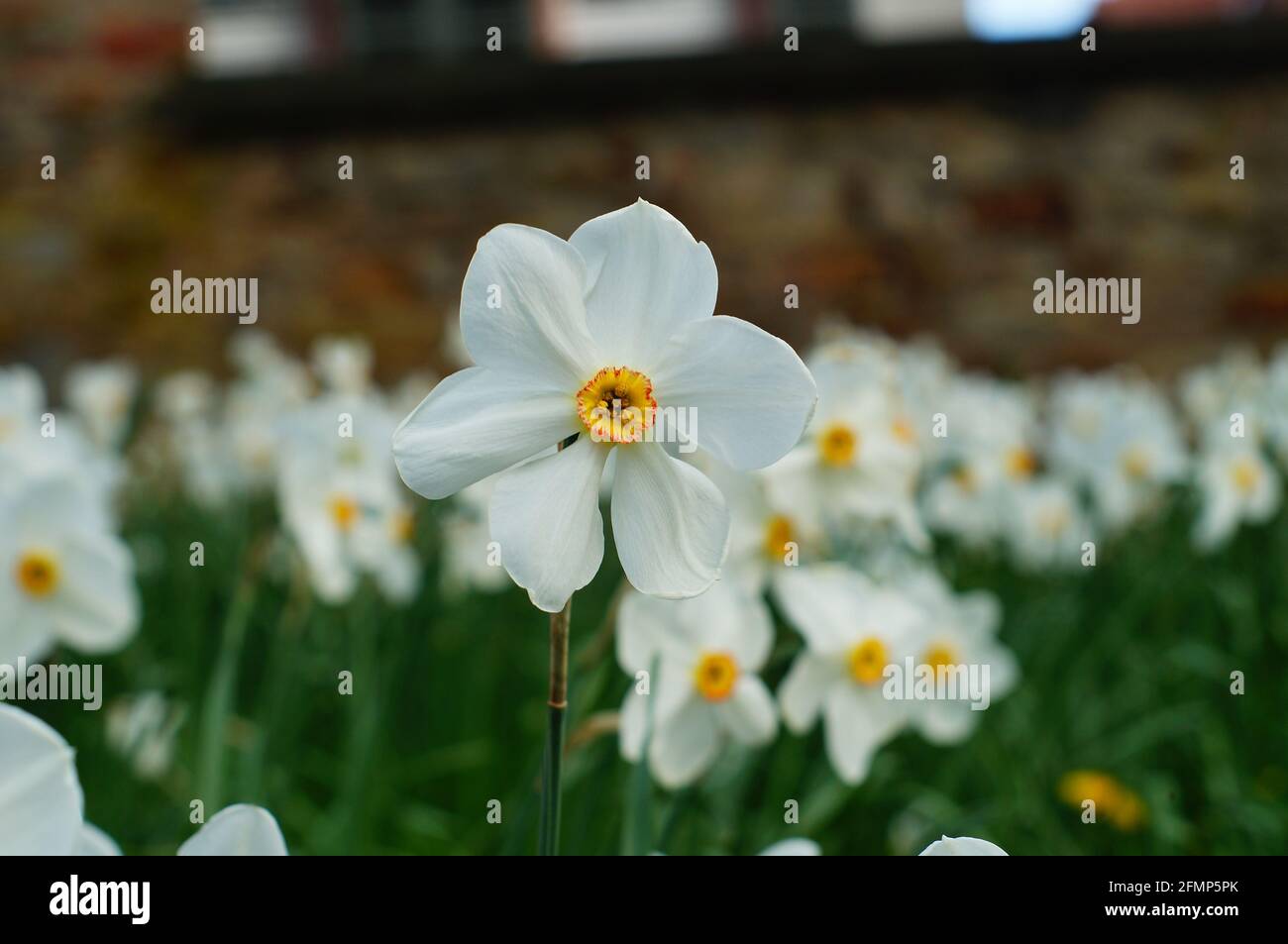 Nargis flower hi-res stock photography and images - Alamy