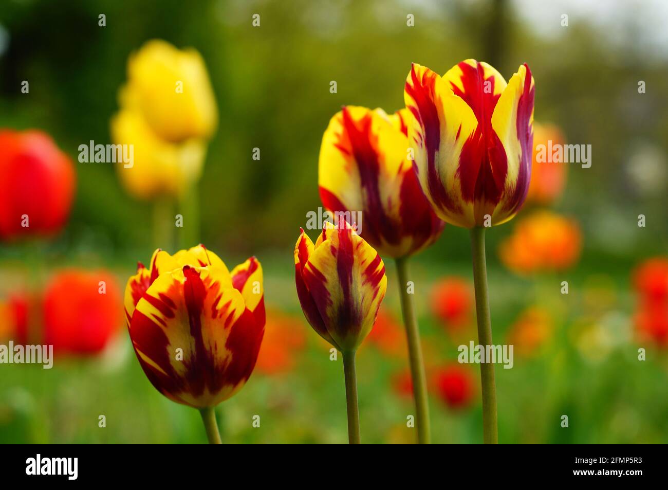 Flamed color hi-res stock photography and images - Alamy