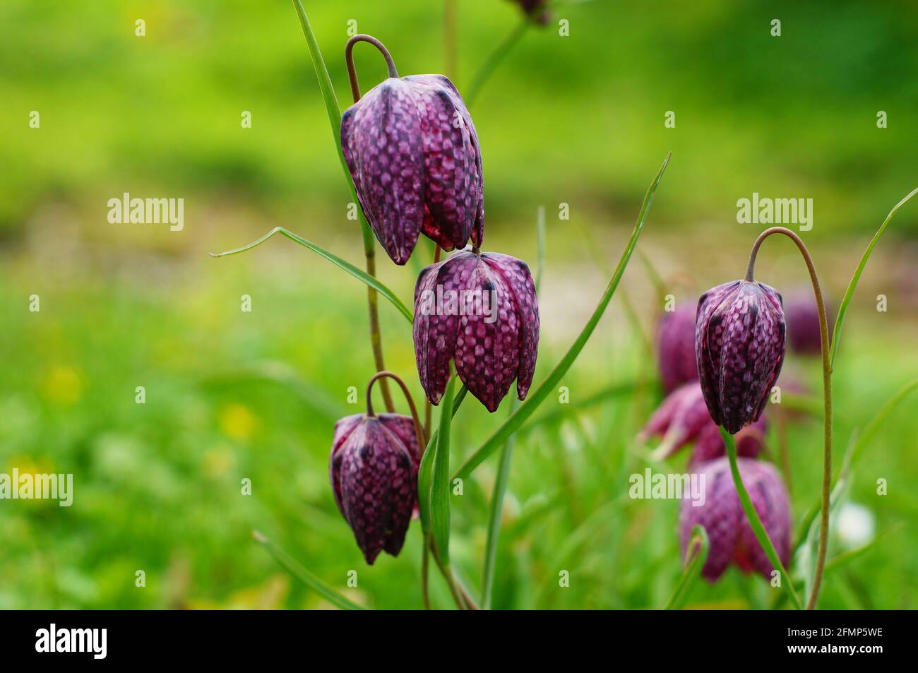 Drooping bell flower hi-res stock photography and images - Alamy