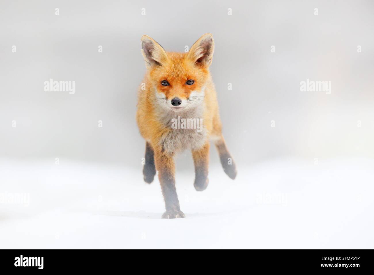 Red Fox hunting, Vulpes vulpes, wildlife scene from Europe. Orange fur coat animal in the nature ...