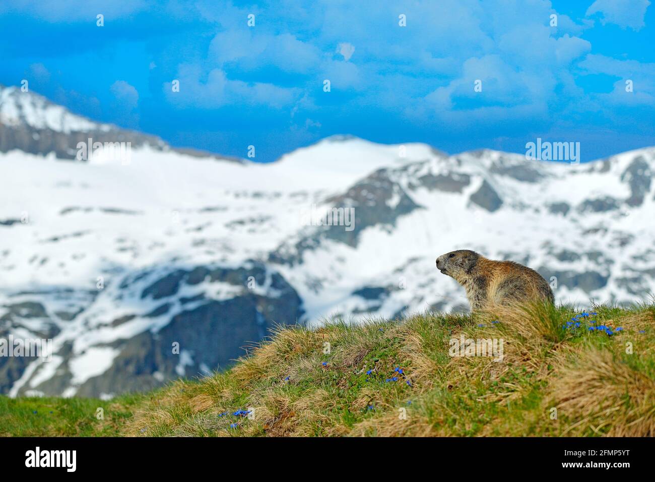 Cute fat animal Marmot, sitting in the grass with nature rock mountain ...