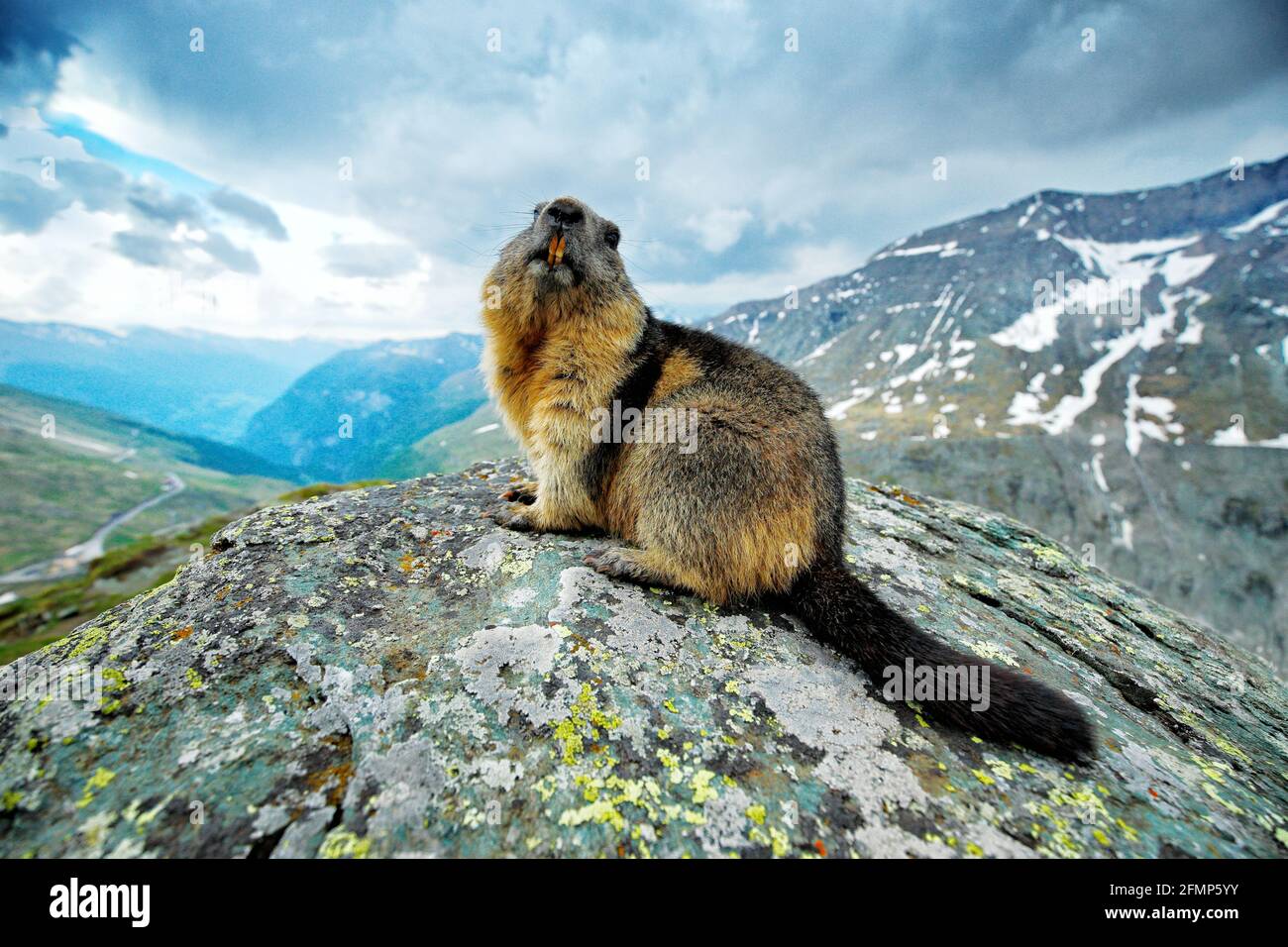 Cute fat animal Marmot, sitting in the grass with nature rock mountain ...