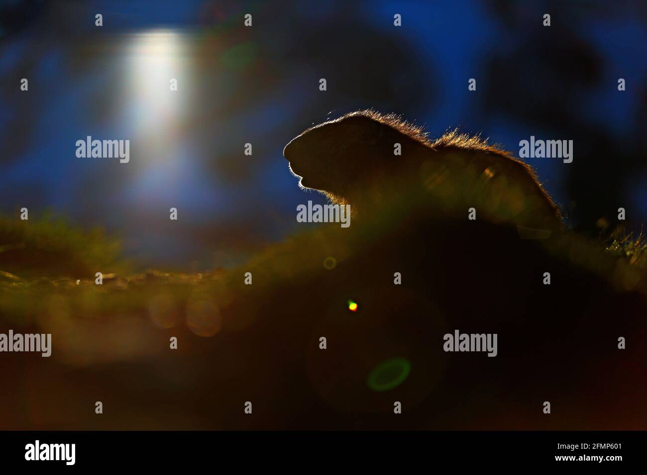 Cute fat animal Marmot, sitting in the grass with nature rock mountain ...