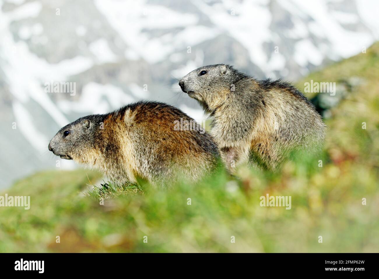 Cute fat animal Marmot, sitting in the grass with nature rock mountain ...