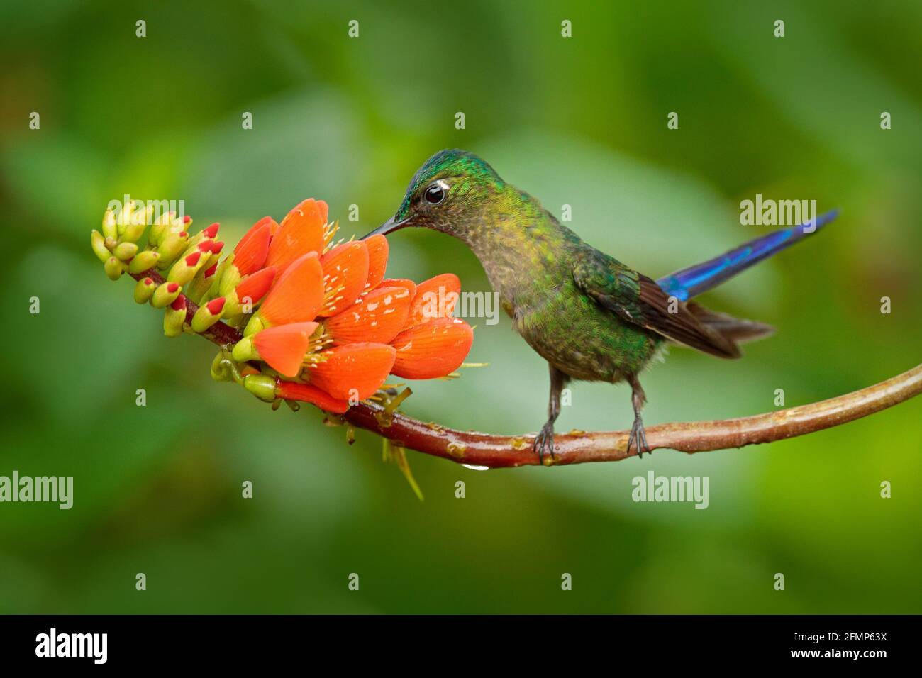 Long-tailed Sylph, Aglaiocercus kingi, rare hummingbird from Peru ...