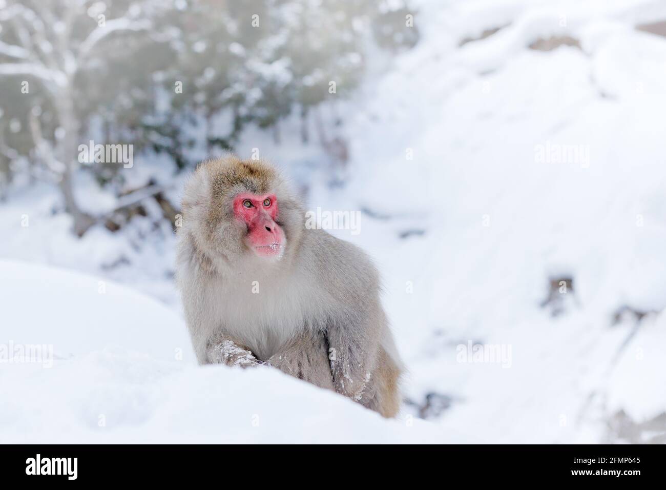 Family in the spa water Monkey Japanese macaque, Macaca fuscata, red ...