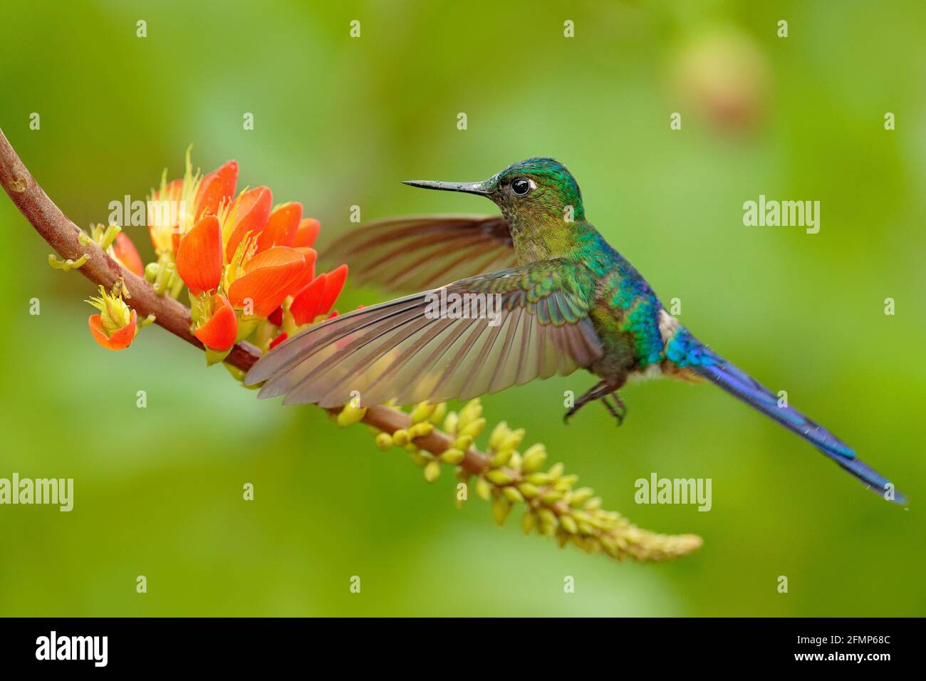 Long tailed sylph hummingbird hi-res stock photography and images - Alamy